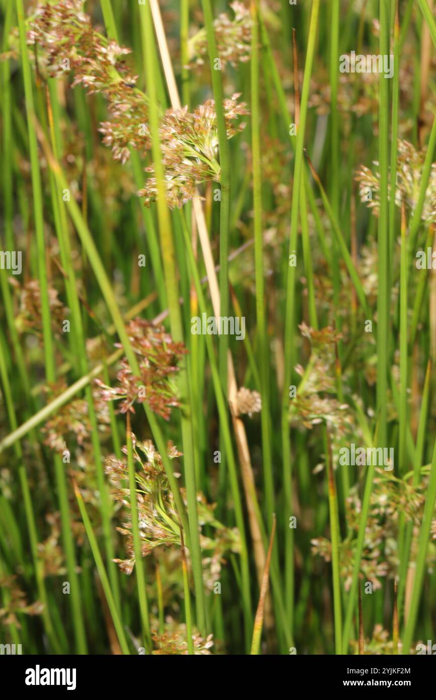 Soft Rush (Juncus effusus Stock Photo - Alamy