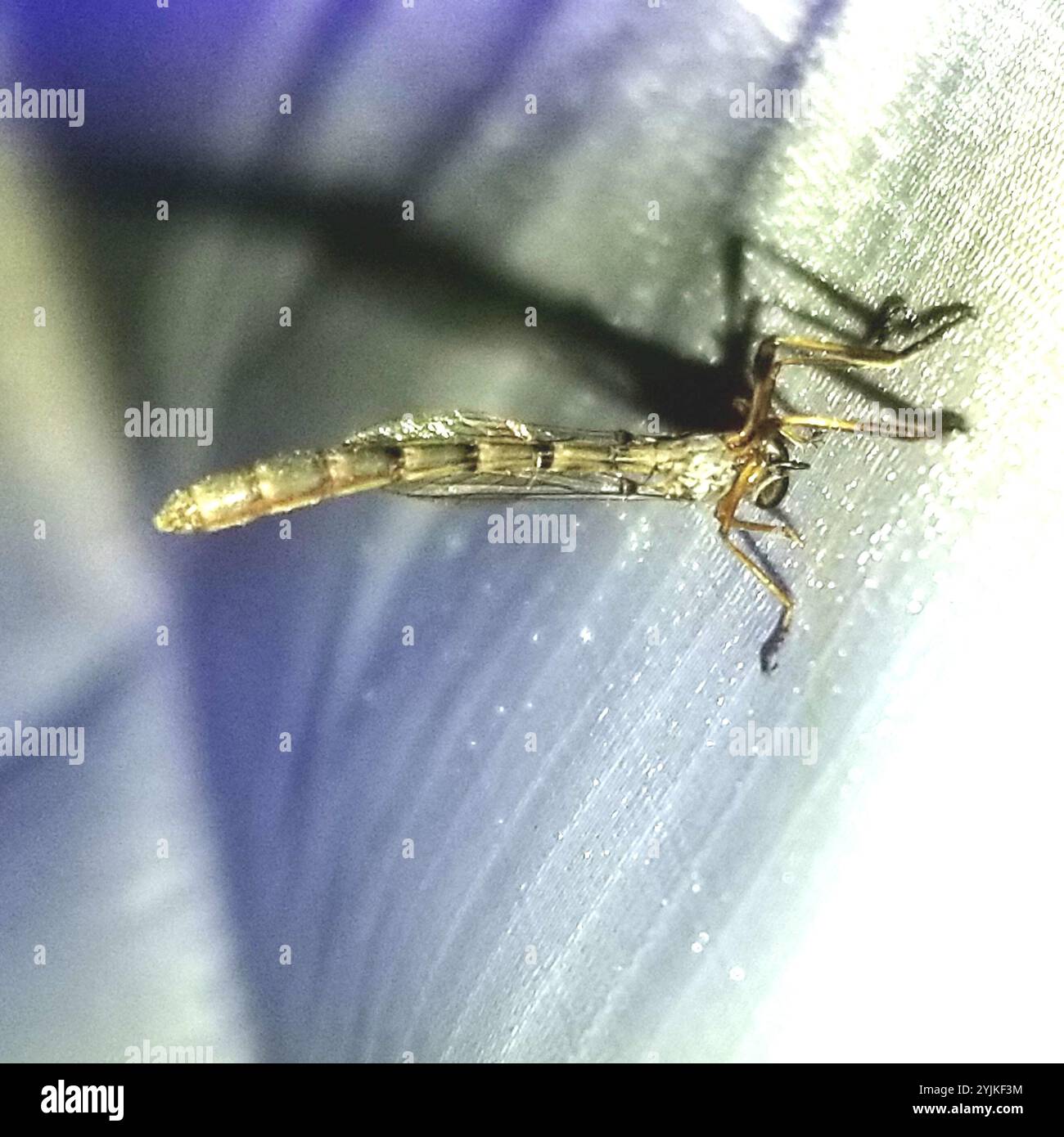 Slender Robberflies (Leptogaster Stock Photo - Alamy