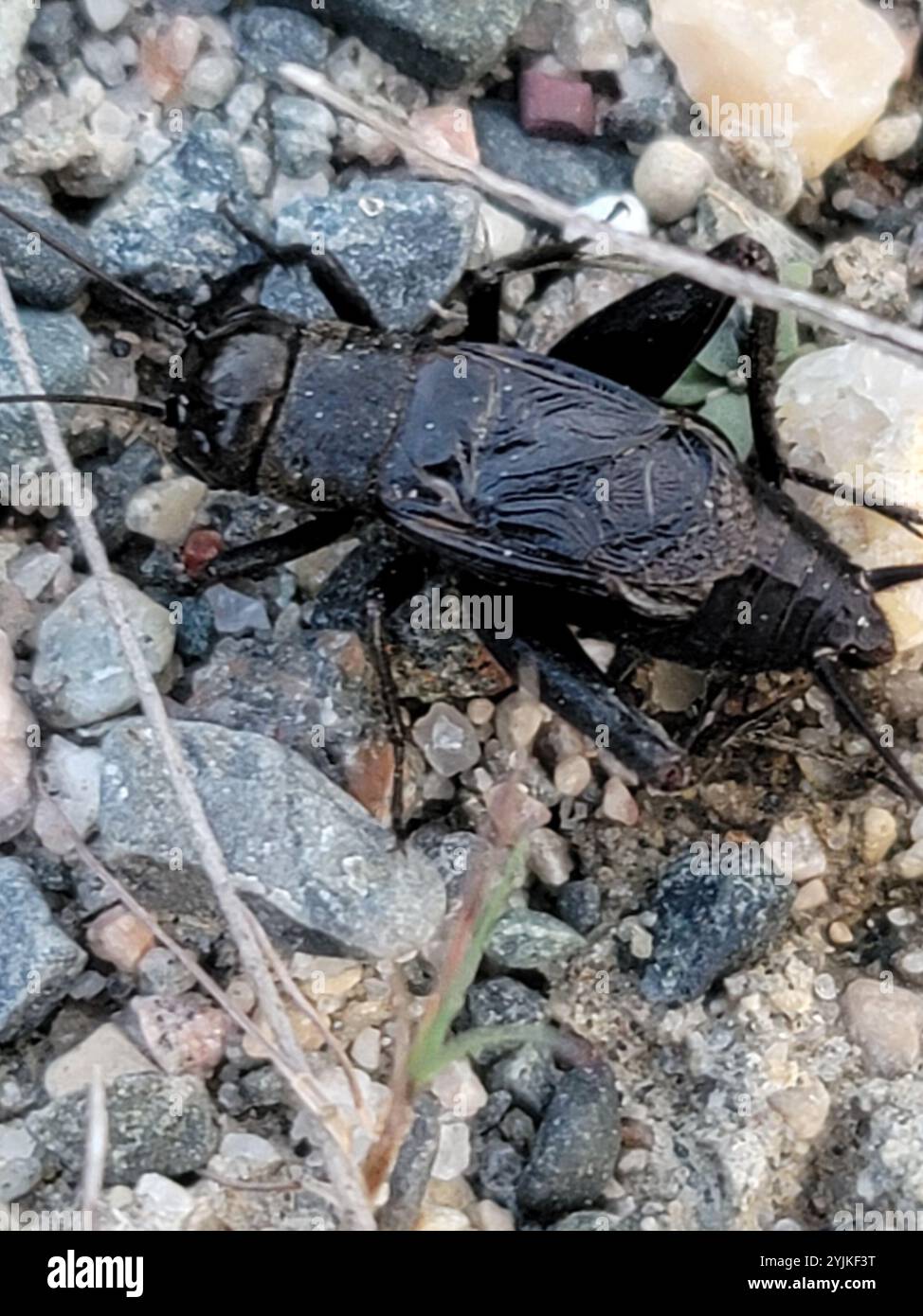 Fall Field Cricket (Gryllus pennsylvanicus Stock Photo - Alamy
