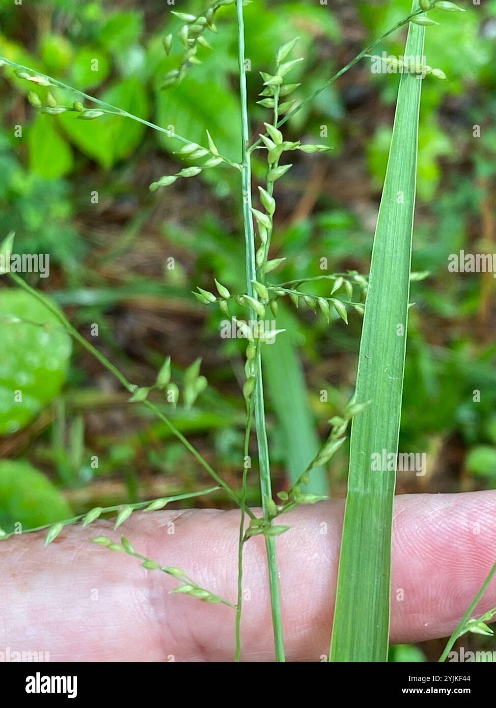 beaked panicum (Coleataenia anceps Stock Photo - Alamy