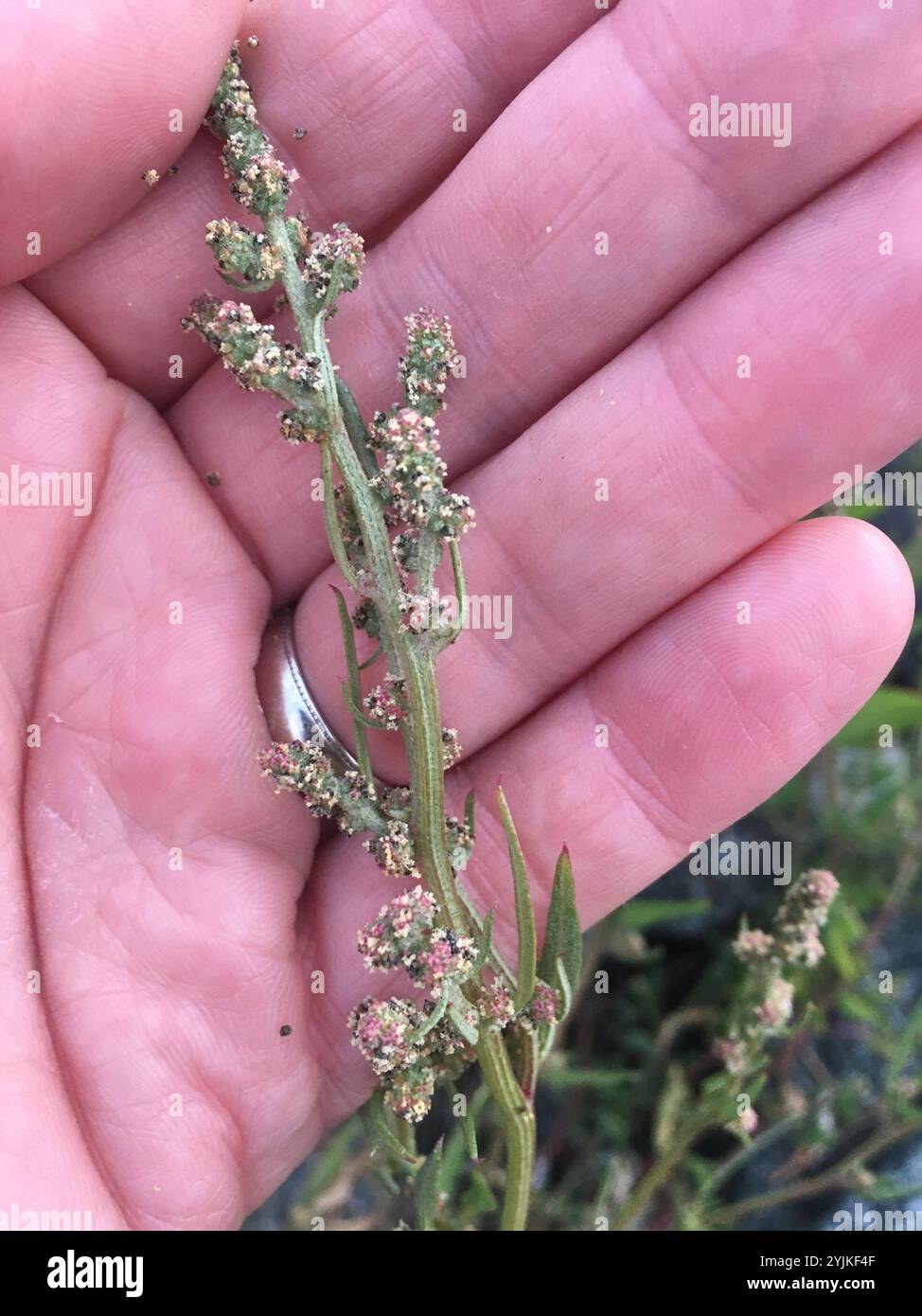 Common Orache (Atriplex patula Stock Photo - Alamy