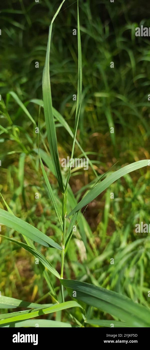 Scandinavian Small-reed (Calamagrostis purpurea Stock Photo - Alamy