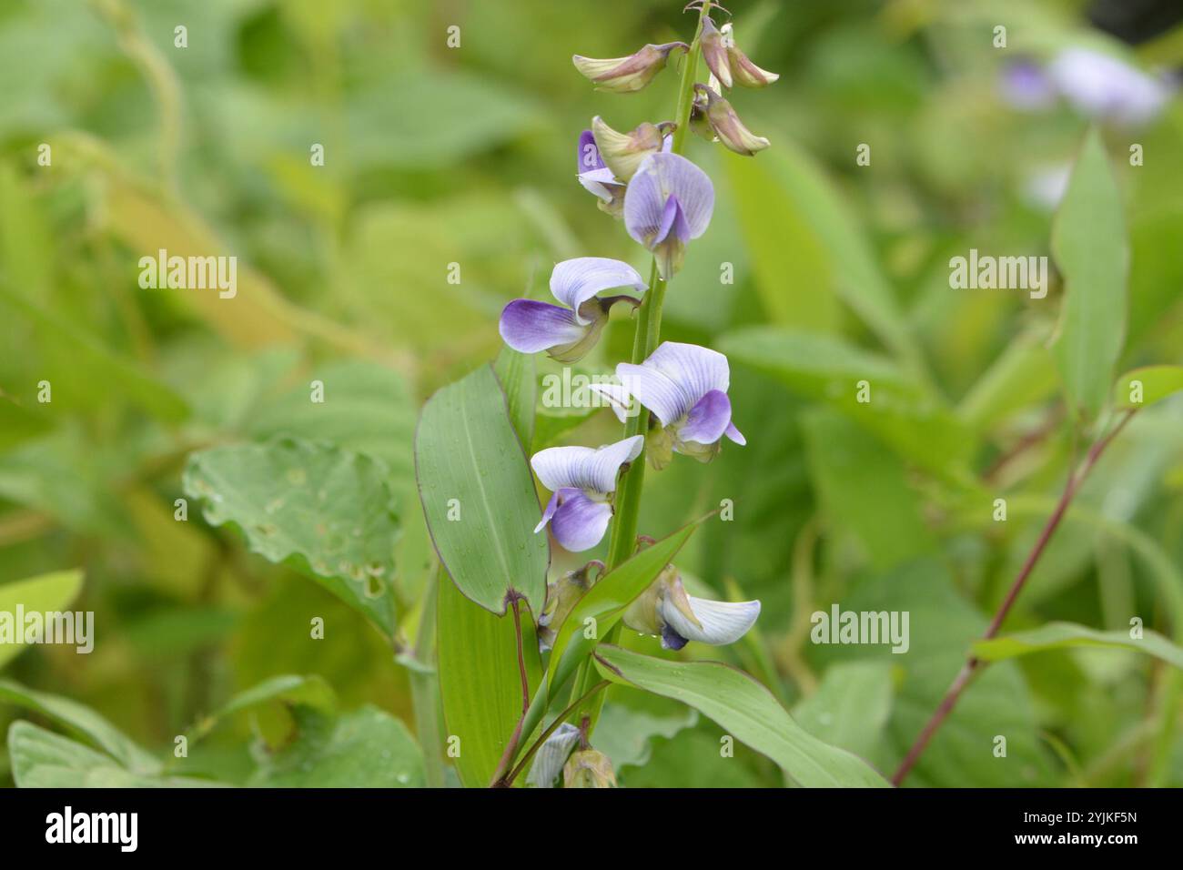 Blue Rattlepod (Crotalaria verrucosa Stock Photo - Alamy