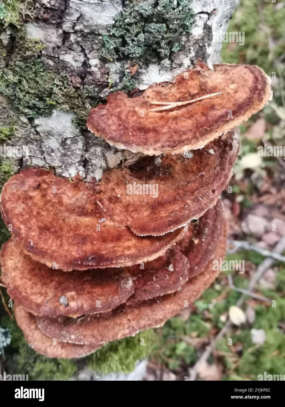 Alder Bracket (Mensularia radiata Stock Photo - Alamy