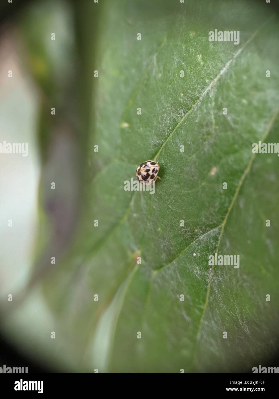 Twenty-spotted Lady Beetle (Psyllobora vigintimaculata Stock Photo - Alamy