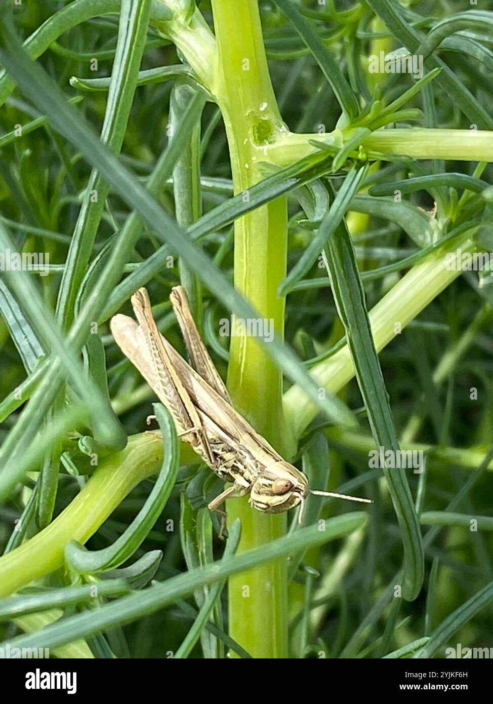 Siberian Straw Grasshopper (Euchorthippus pulvinatus Stock Photo - Alamy