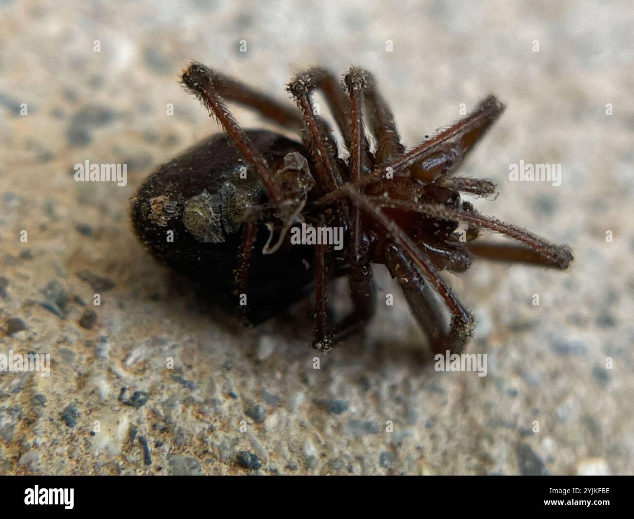 Comb-footed Spiders (Theridiidae Stock Photo - Alamy