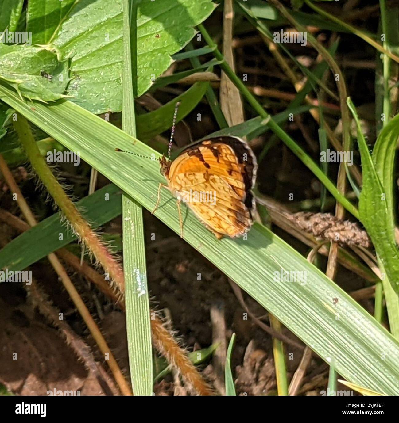 Pearl Crescent (Phyciodes tharos Stock Photo - Alamy