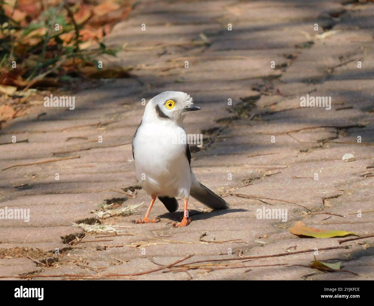 Southern White-crested Helmetshrike (Prionops plumatus poliocephalus ...