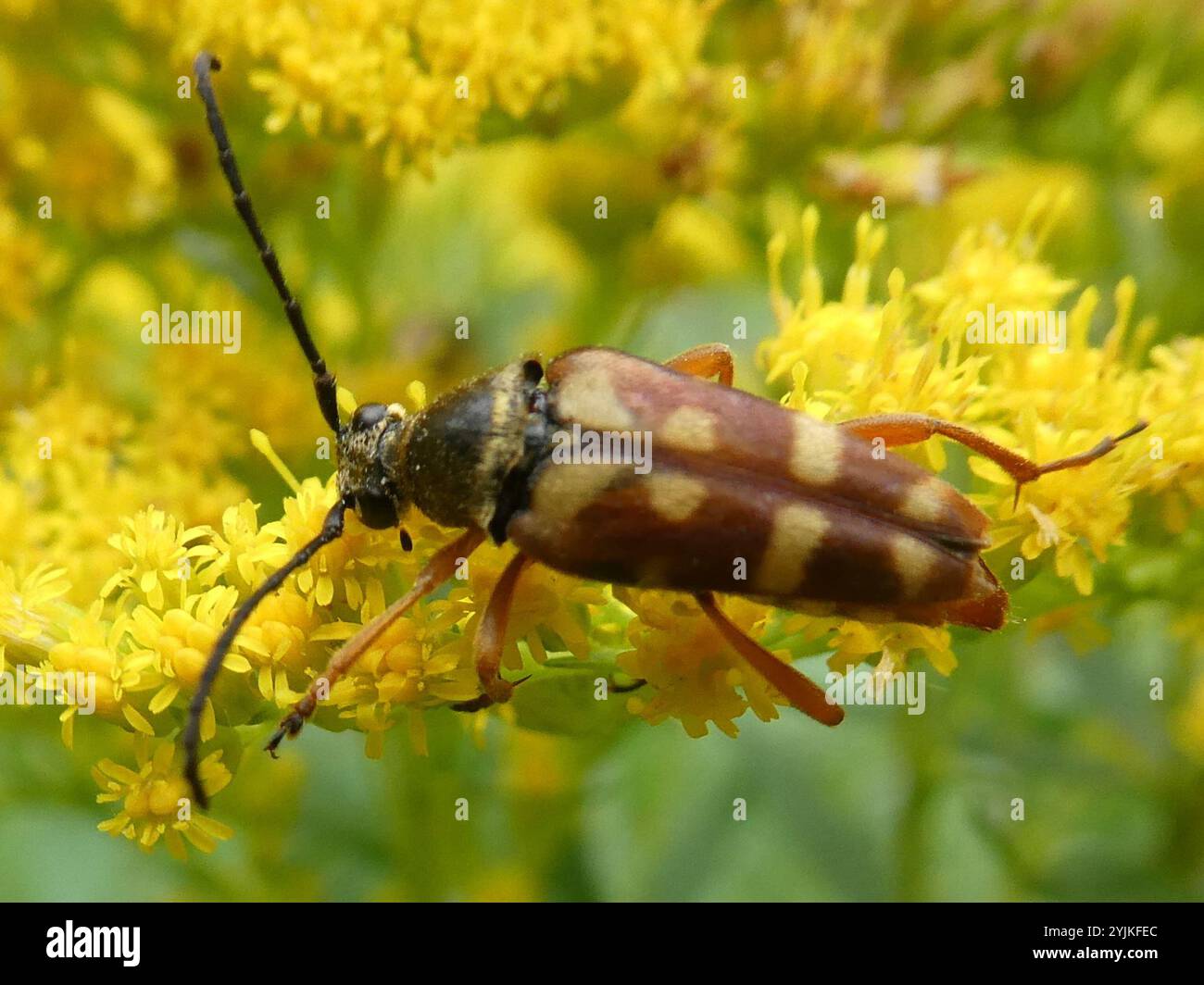 Banded Longhorn Beetle (Typocerus velutinus Stock Photo - Alamy