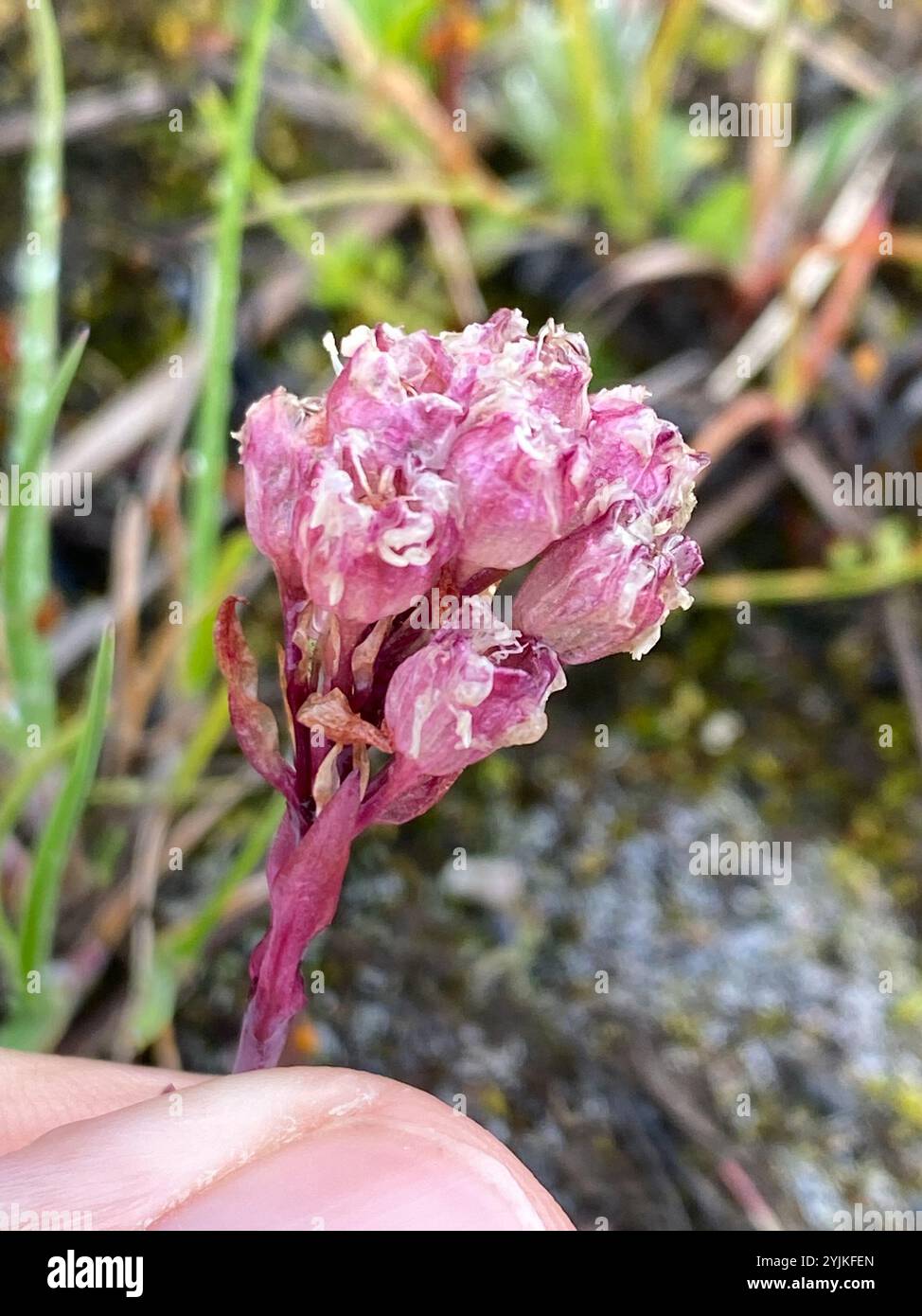 Alpine Catchfly (Viscaria alpina Stock Photo - Alamy