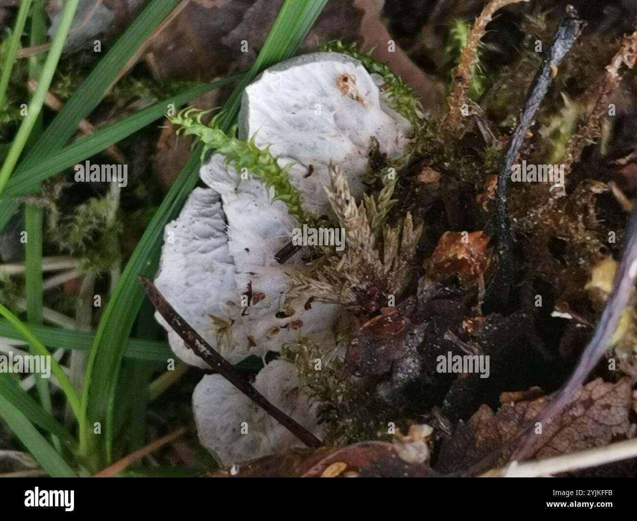 dog pelt lichen (Peltigera canina Stock Photo - Alamy