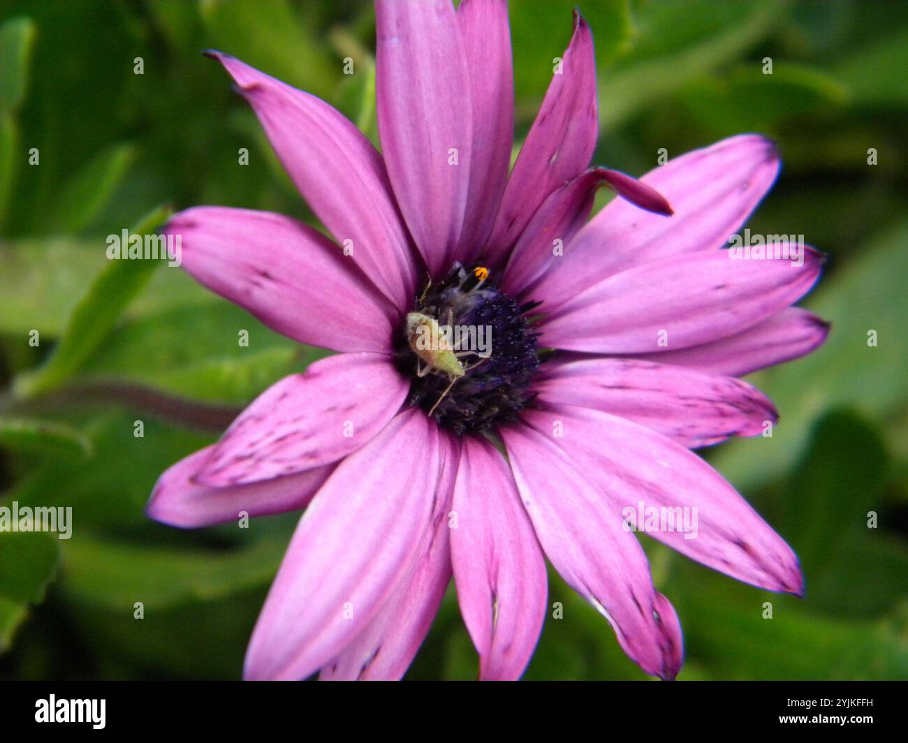 Plant Bugs (Miridae Stock Photo - Alamy