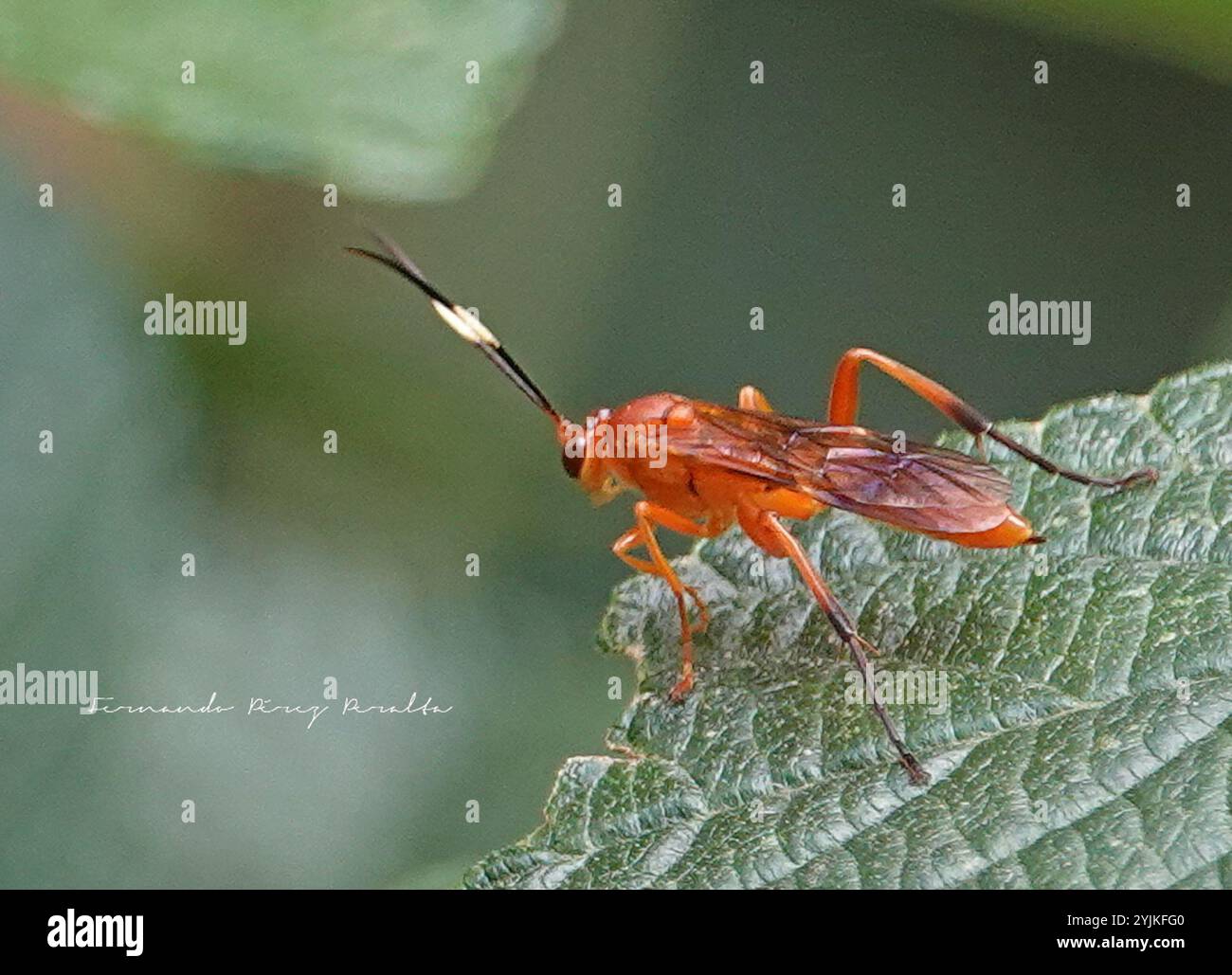 Ichneumonid and Braconid Wasps (Ichneumonoidea Stock Photo - Alamy