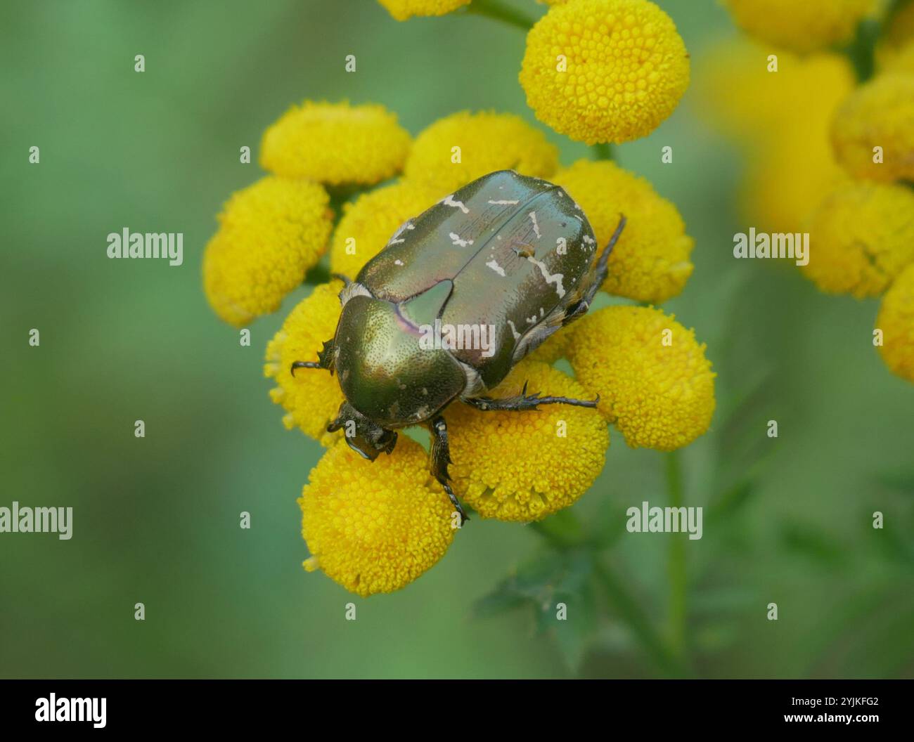 Northern Rose Chafer (Protaetia cuprea metallica Stock Photo - Alamy
