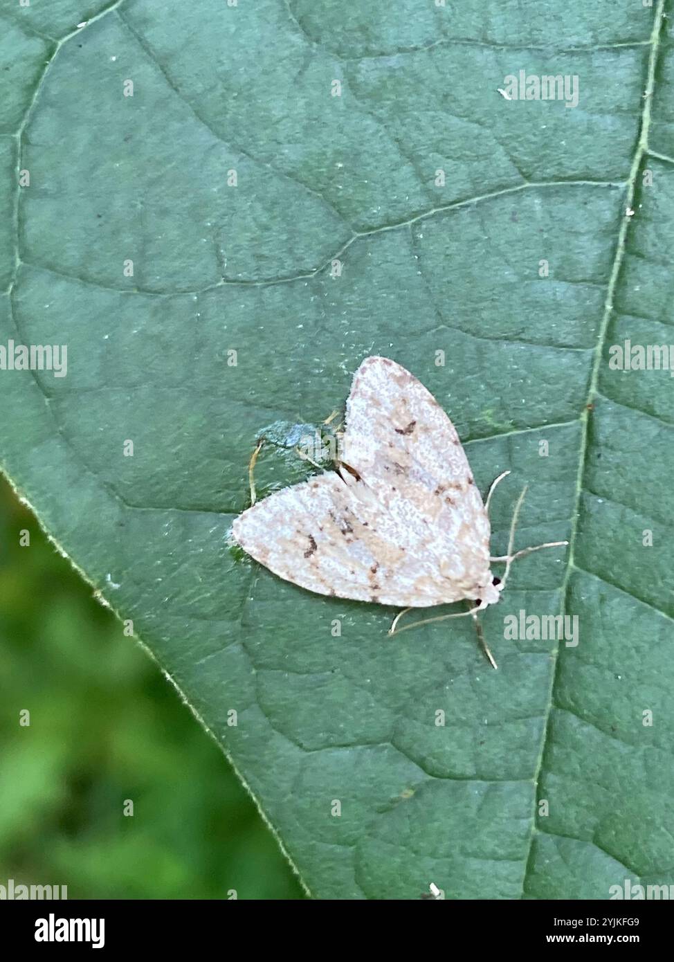 Little White Lichen Moth (Clemensia albata Stock Photo - Alamy