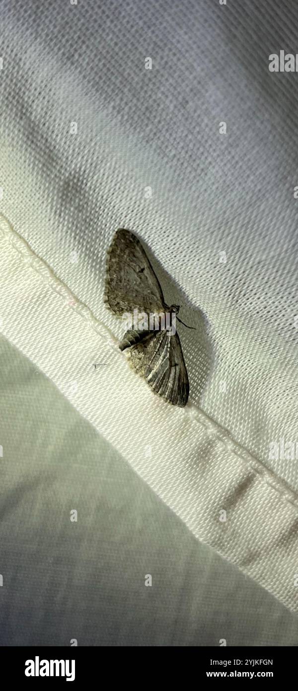 Common eupithecia hi-res stock photography and images - Alamy