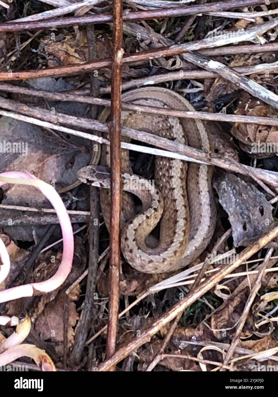 DeKay's Brownsnake (Storeria dekayi Stock Photo - Alamy