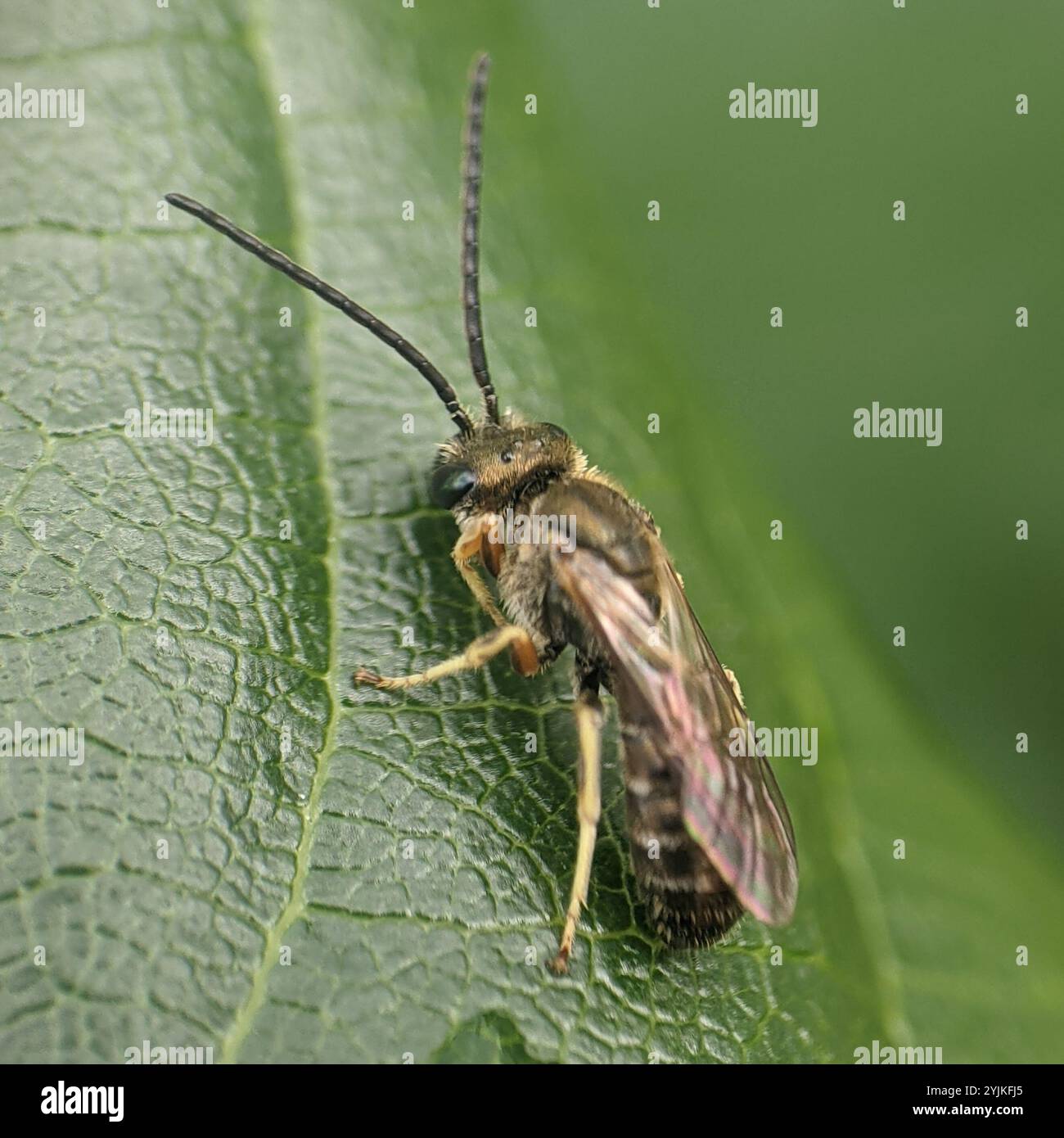 Confusing Furrow Bee (Halictus confusus Stock Photo - Alamy