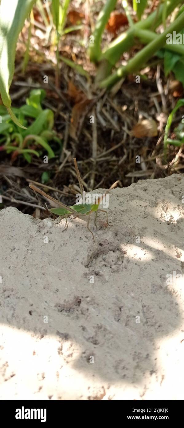 Mediterranean Slant-faced Grasshopper (Acrida ungarica Stock Photo - Alamy