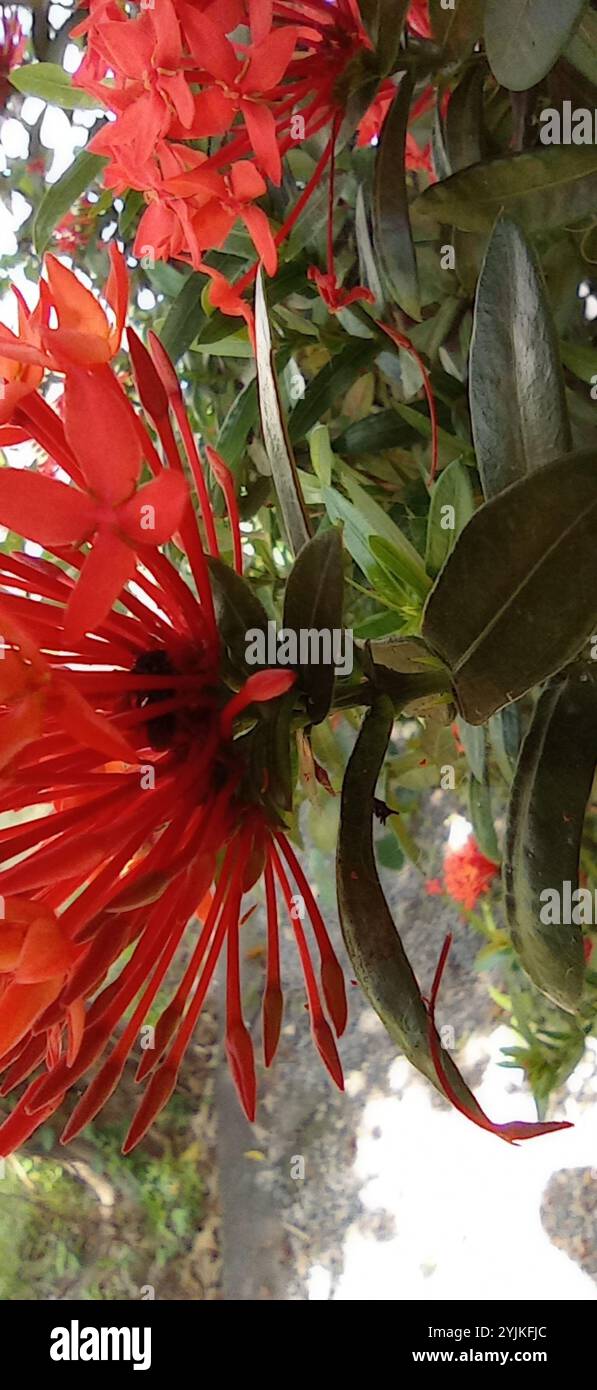 Spiny-legged Stingless bee (Trigona spinipes Stock Photo - Alamy