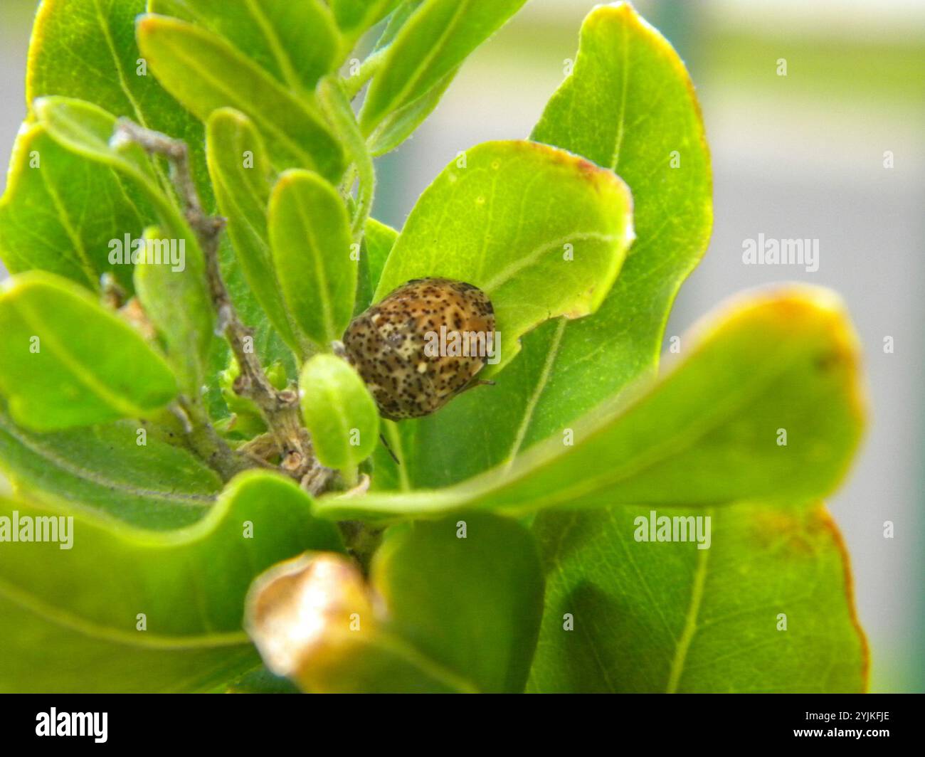 Sphaerocoris hi-res stock photography and images - Alamy