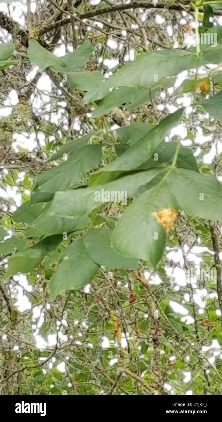 Oregon Ash (Fraxinus latifolia Stock Photo - Alamy