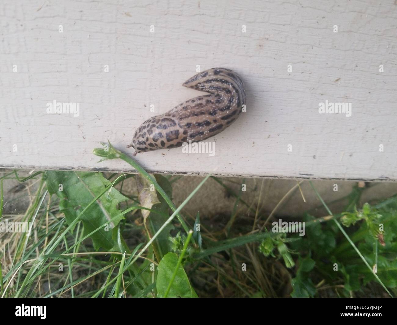 Leopard Slug (Limax maximus Stock Photo - Alamy