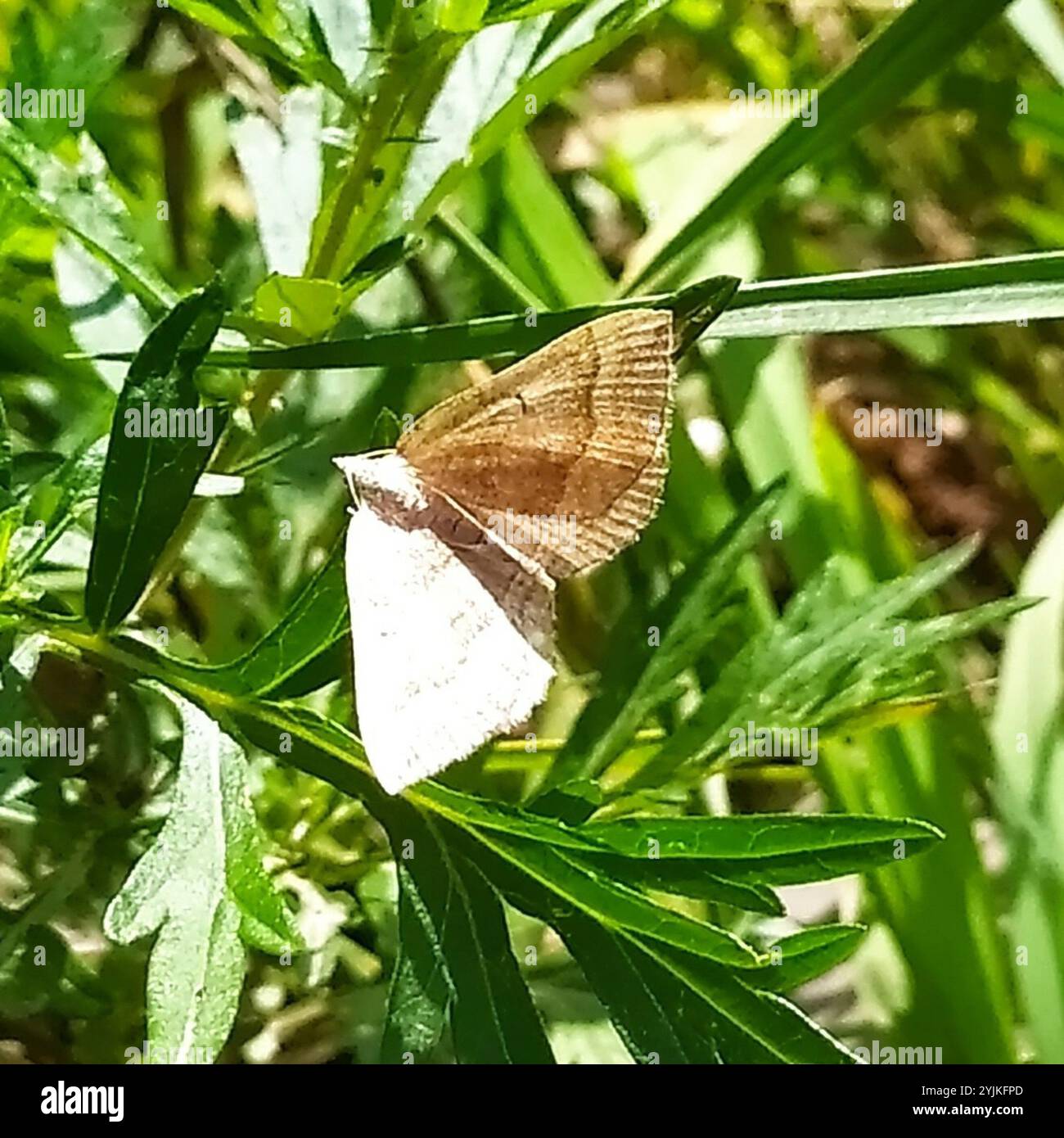 Shaded broad bar scotopteryx chenopodiata hi-res stock photography and ...