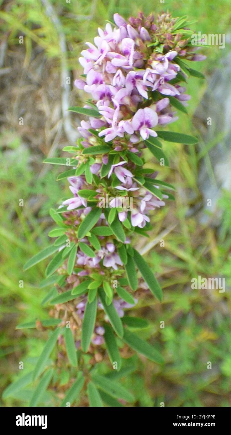 slender bush clover (Lespedeza virginica Stock Photo - Alamy