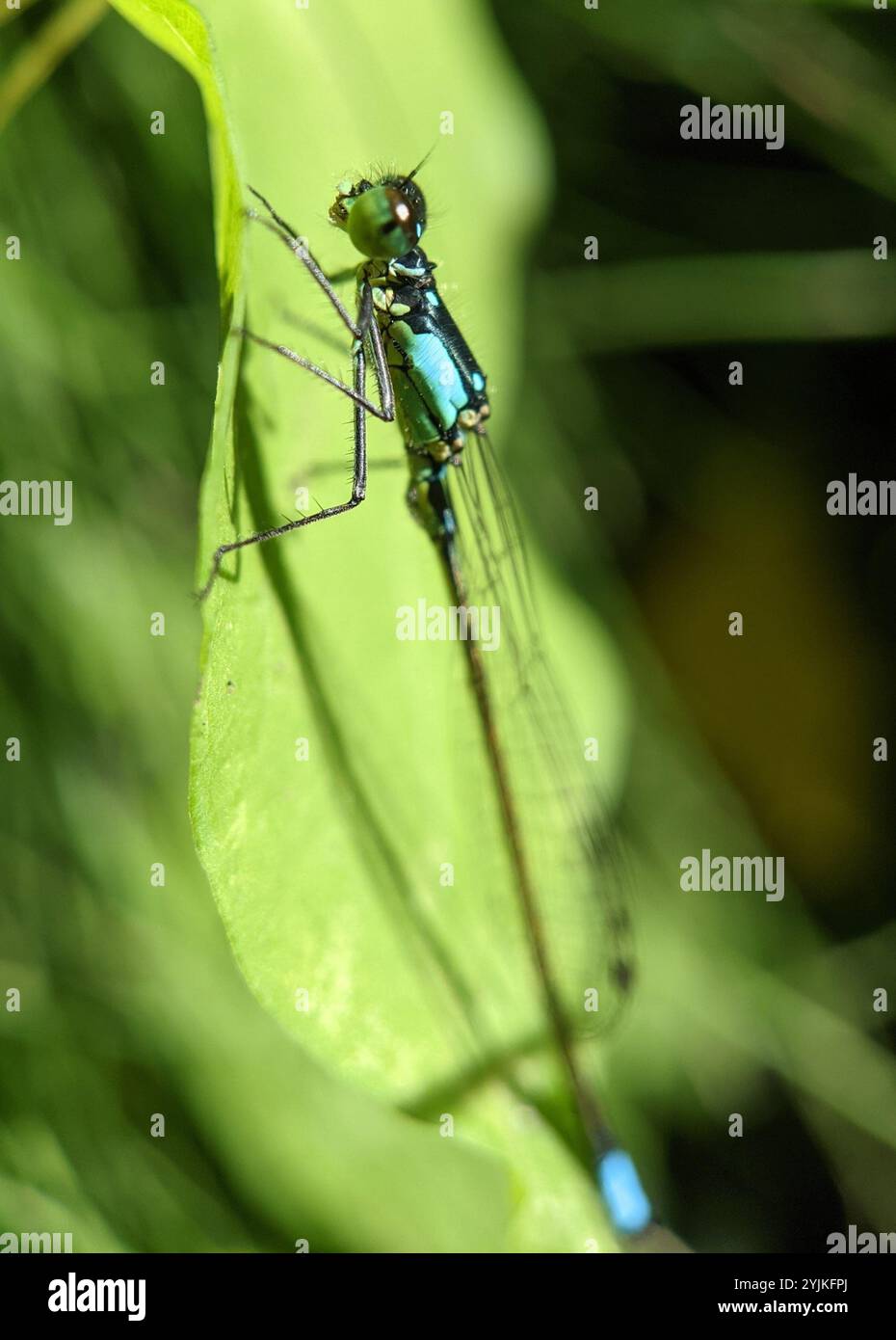 Pacific Forktail (Ischnura cervula Stock Photo - Alamy