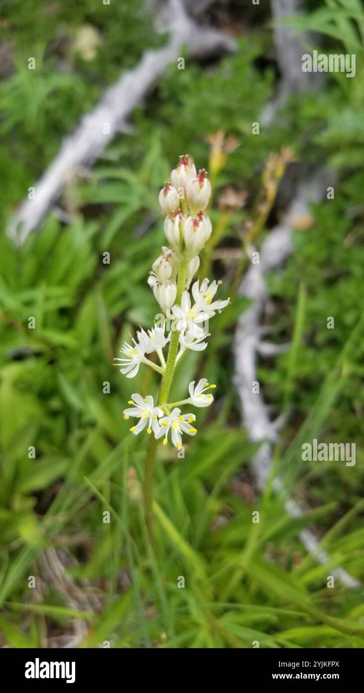 western false asphodel (Triantha occidentalis Stock Photo - Alamy