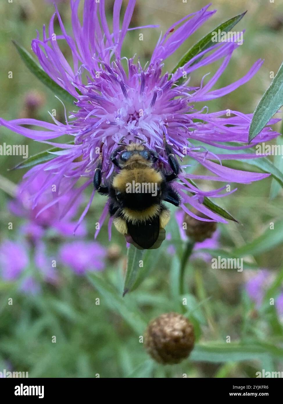 Northern Amber Bumble Bee (Bombus borealis Stock Photo - Alamy