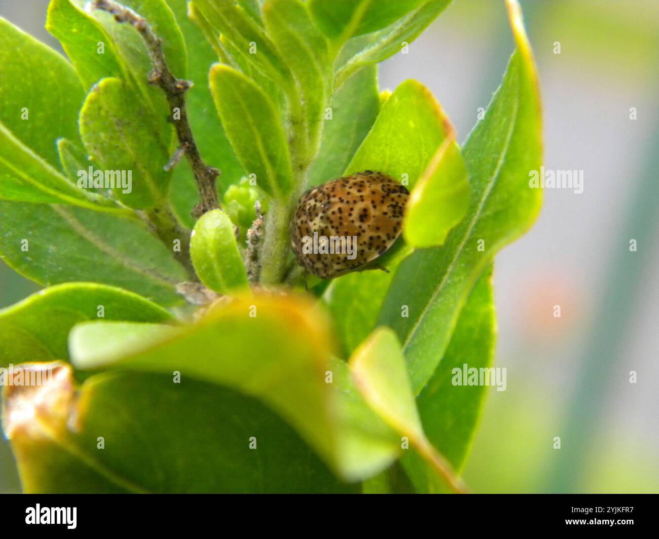 Sphaerocoris hi-res stock photography and images - Alamy