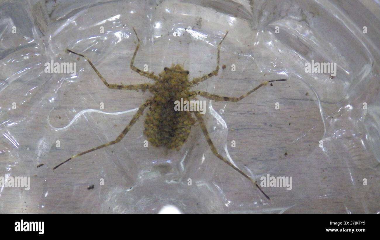 Macromiidae hi-res stock photography and images - Alamy