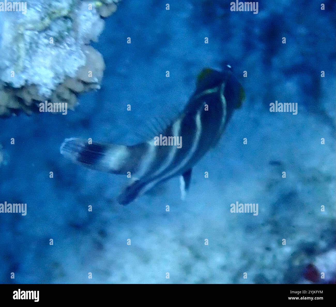 Red Sea Redbreasted Wrasse (Cheilinus quinquecinctus Stock Photo - Alamy