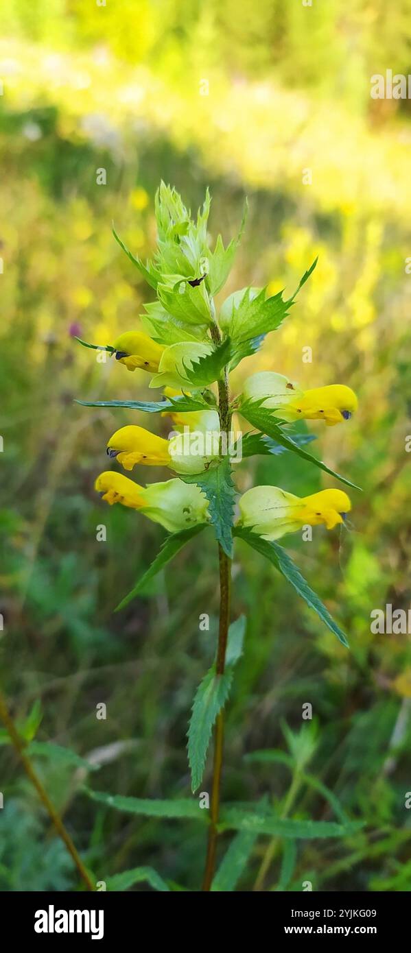(Rhinanthus serotinus aestivalis Stock Photo - Alamy