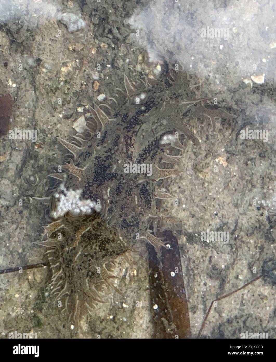 Bursatella leachii leachii hi-res stock photography and images - Alamy