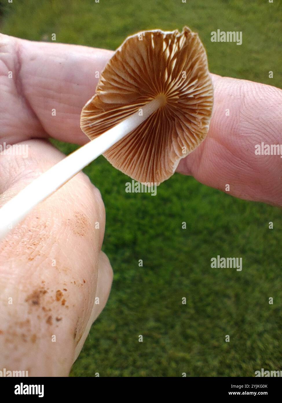 milky conecap (Conocybe apala Stock Photo - Alamy