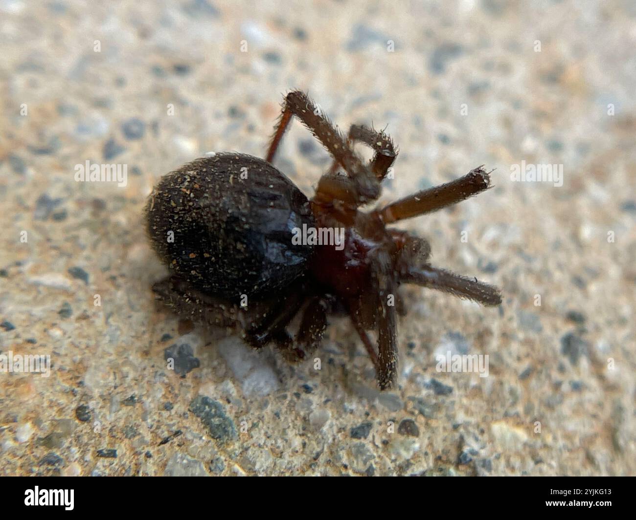Comb-footed Spiders (Theridiidae Stock Photo - Alamy