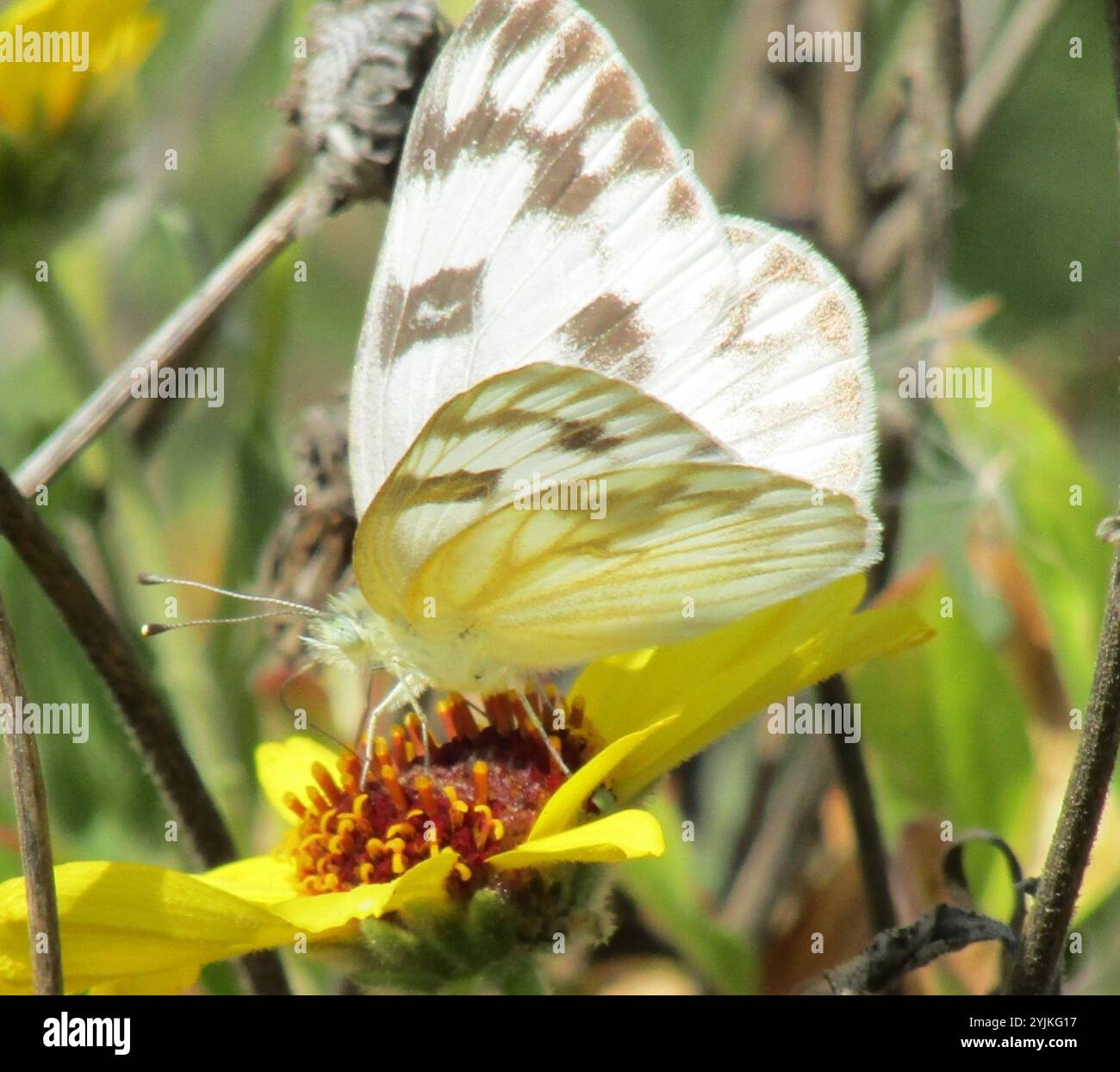 Checkered White (Pontia protodice Stock Photo - Alamy