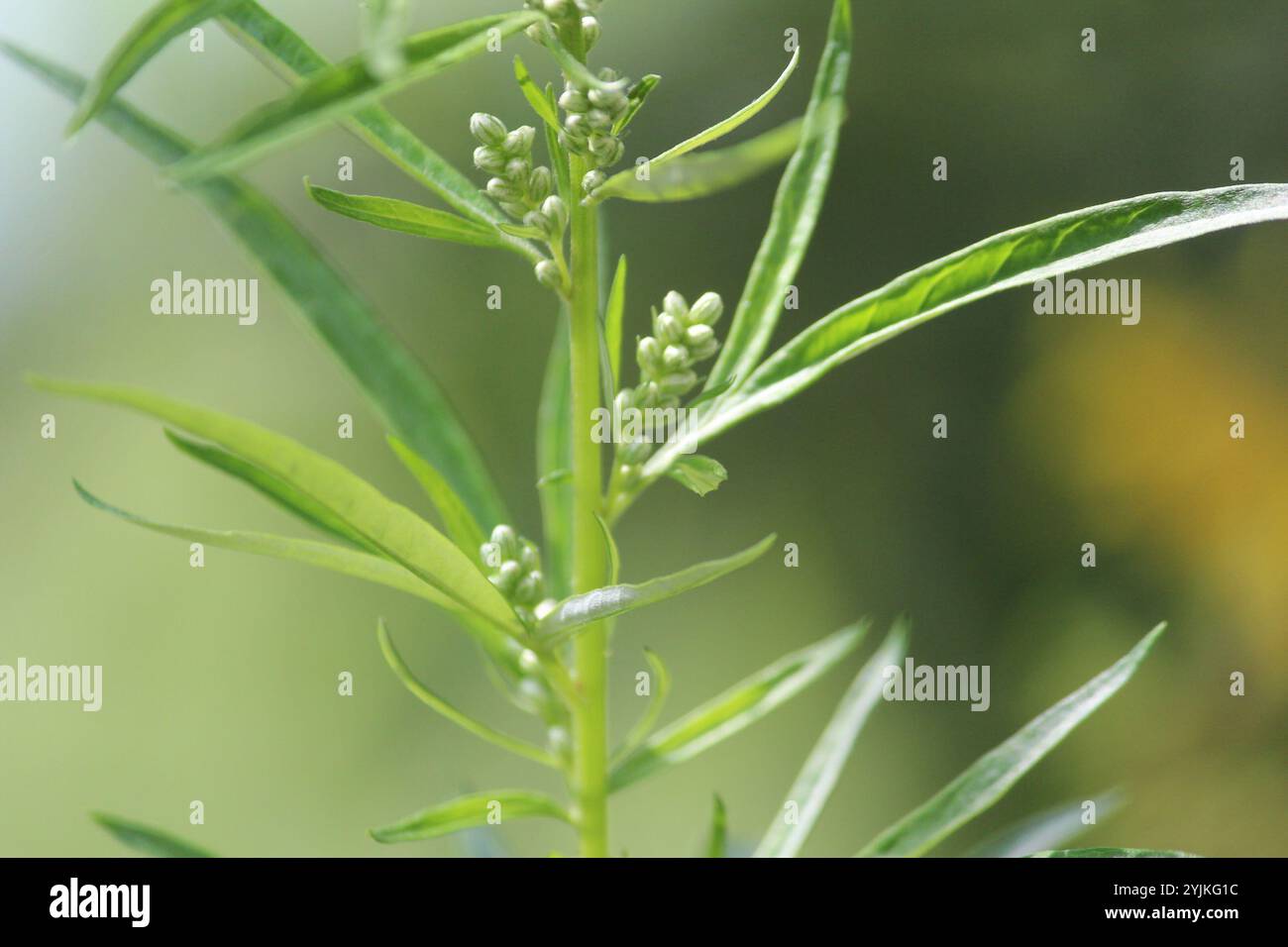 common mugwort (Artemisia vulgaris Stock Photo - Alamy