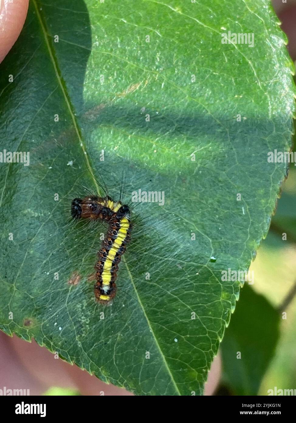 Grey Dagger (Acronicta psi Stock Photo - Alamy