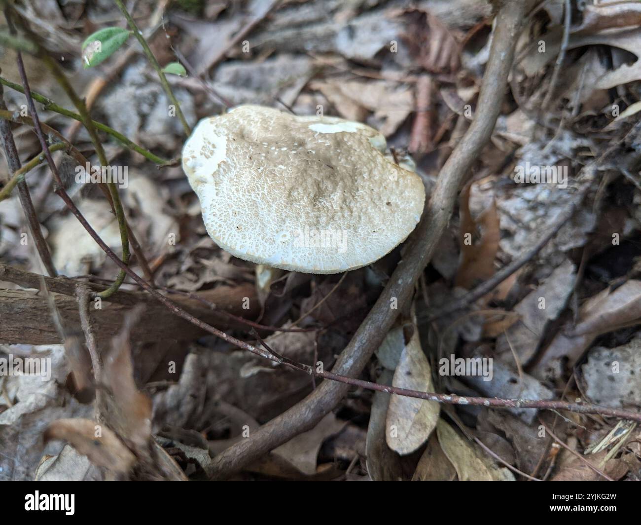 Ghost bolete hi-res stock photography and images - Alamy