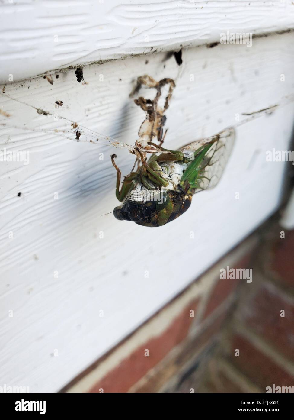 Swamp Cicada (Neotibicen tibicen Stock Photo - Alamy