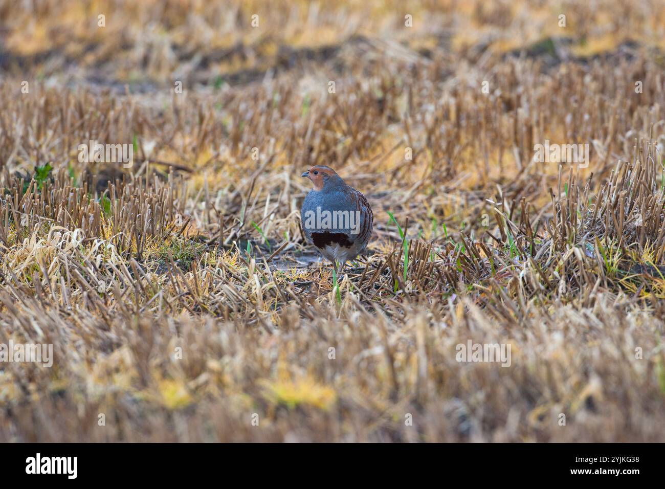 Grey partridge Perdix perdix in stubble field Roseisle near Burghhead ...