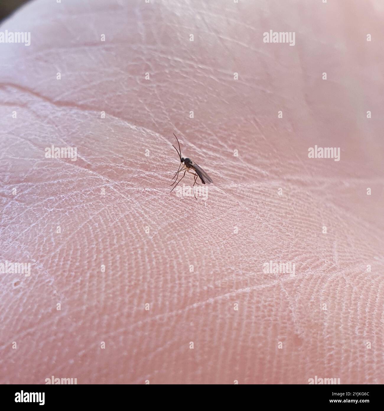 Fungus Gnats and Gall Midges (Sciaroidea Stock Photo - Alamy