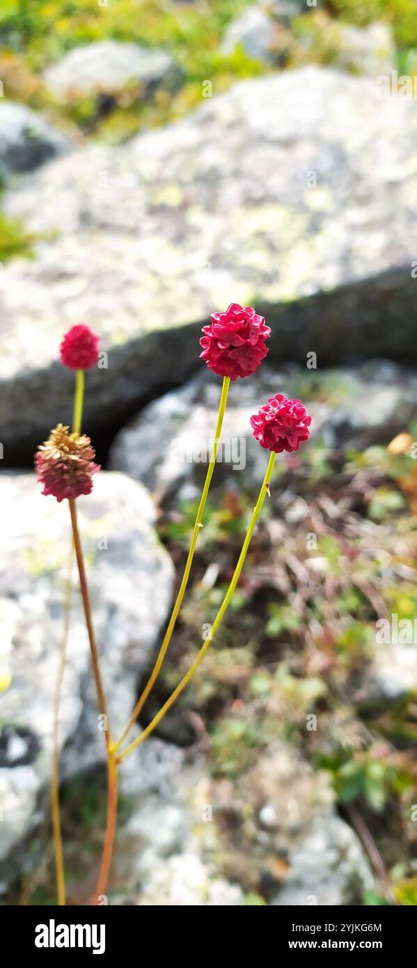 Great burnet (Sanguisorba officinalis Stock Photo - Alamy
