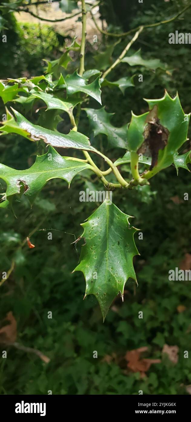 European holly (Ilex aquifolium Stock Photo - Alamy