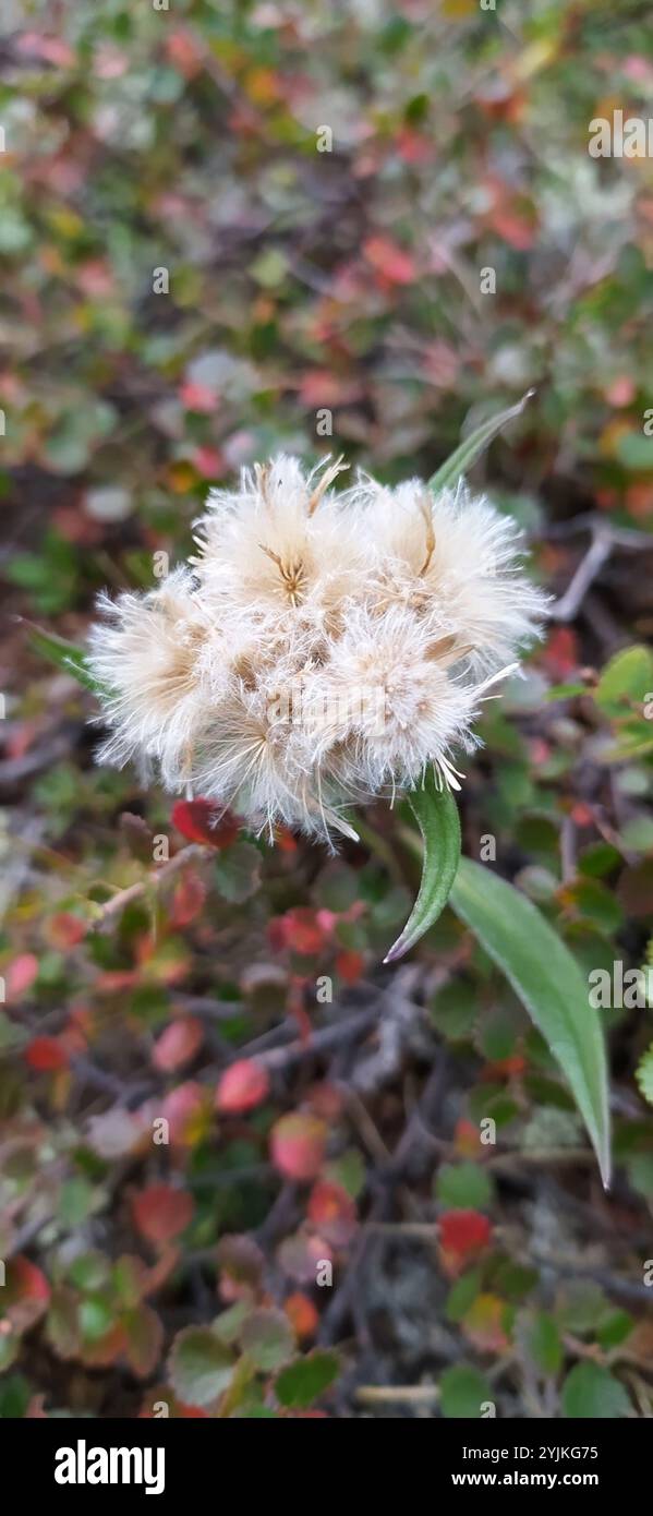 Alpine Saw-wort (Saussurea alpina Stock Photo - Alamy